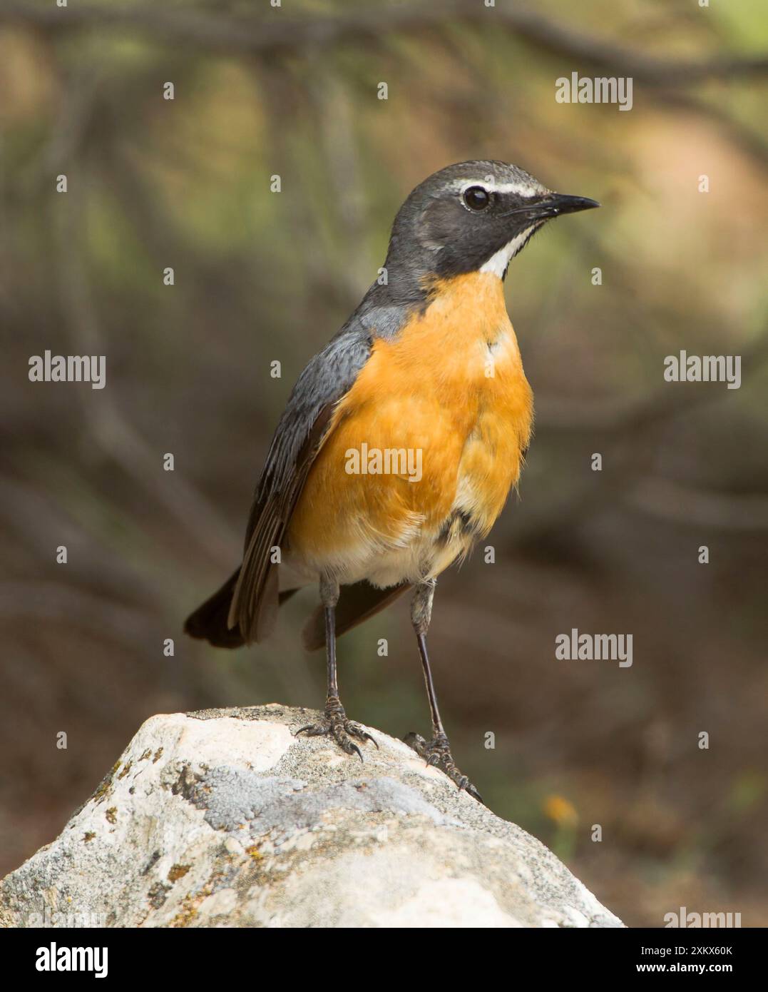 White-throated Robin - adult male Stock Photo - Alamy