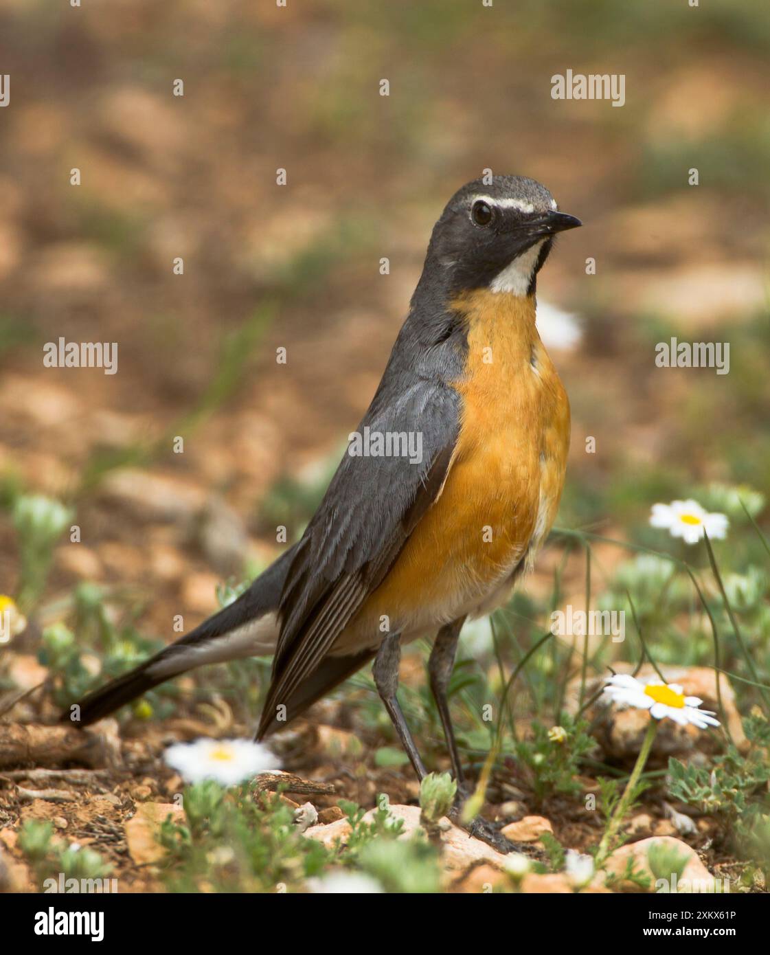 White-throated Robin - adult male Stock Photo - Alamy