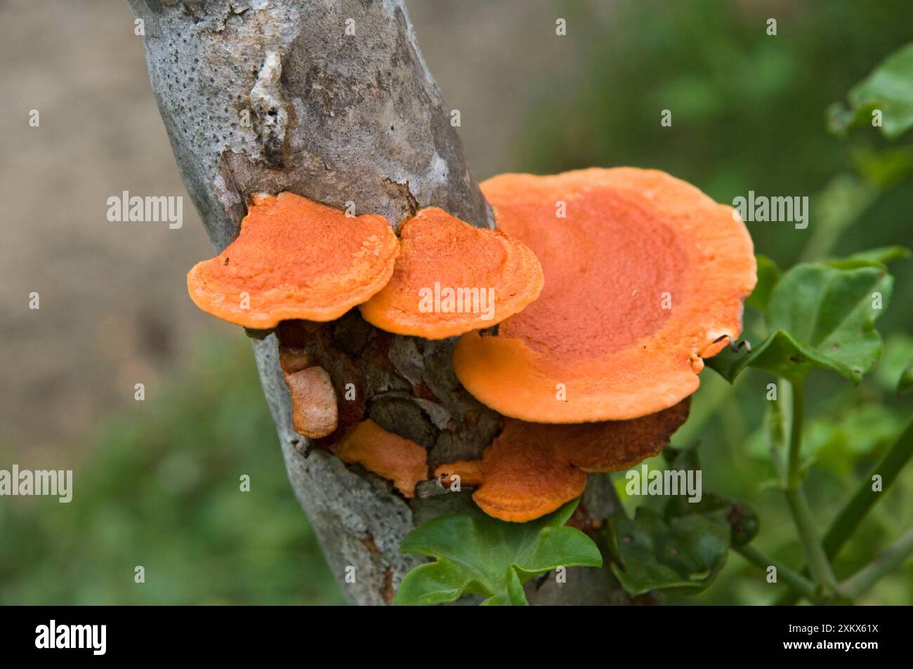 Orange Polypore bracket Fungus - growing on stem Stock Photo - Alamy