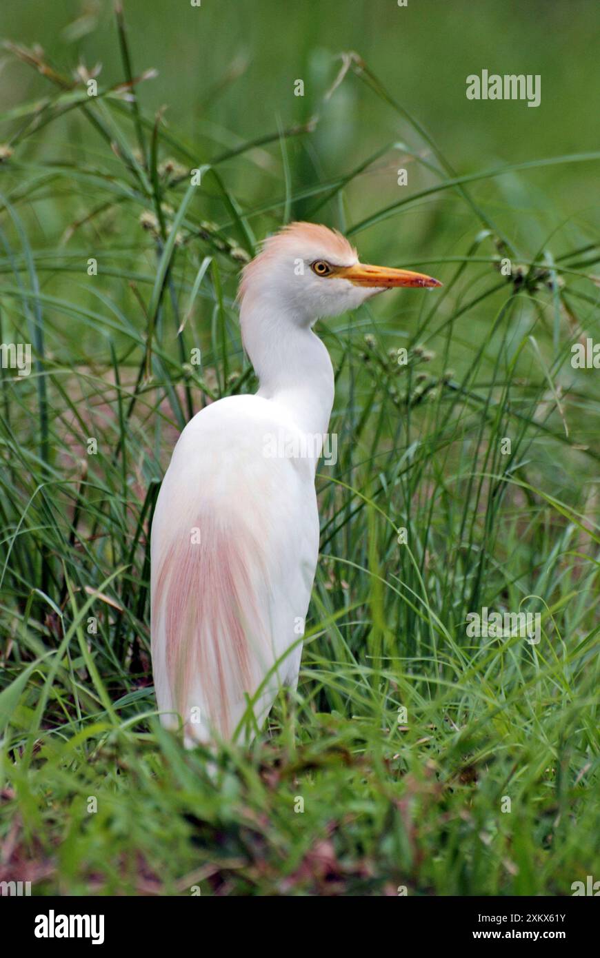 Cattle Egret - adult with full breeding plumes Stock Photo - Alamy