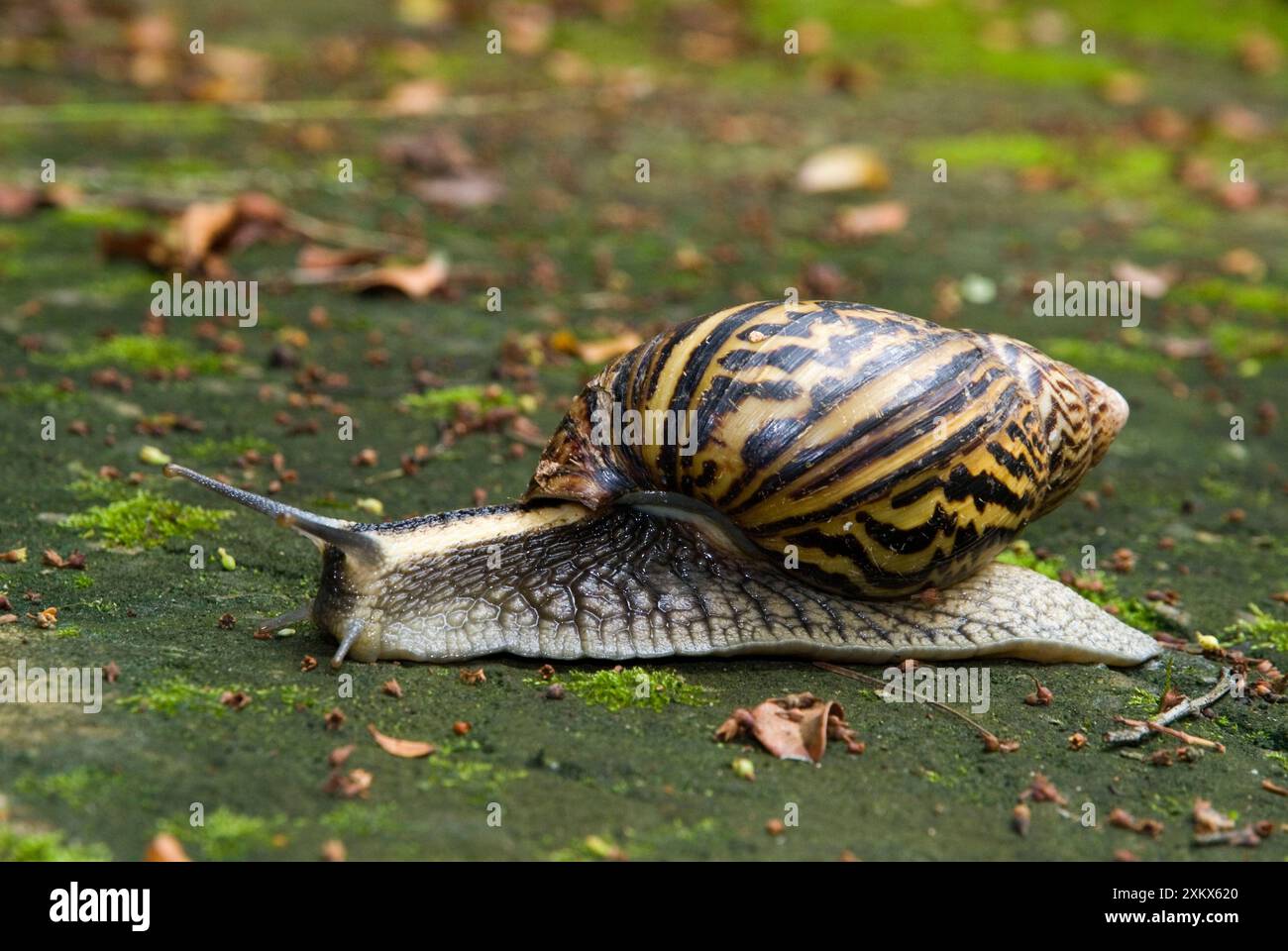 Giant african land snail achatina hi-res stock photography and images ...
