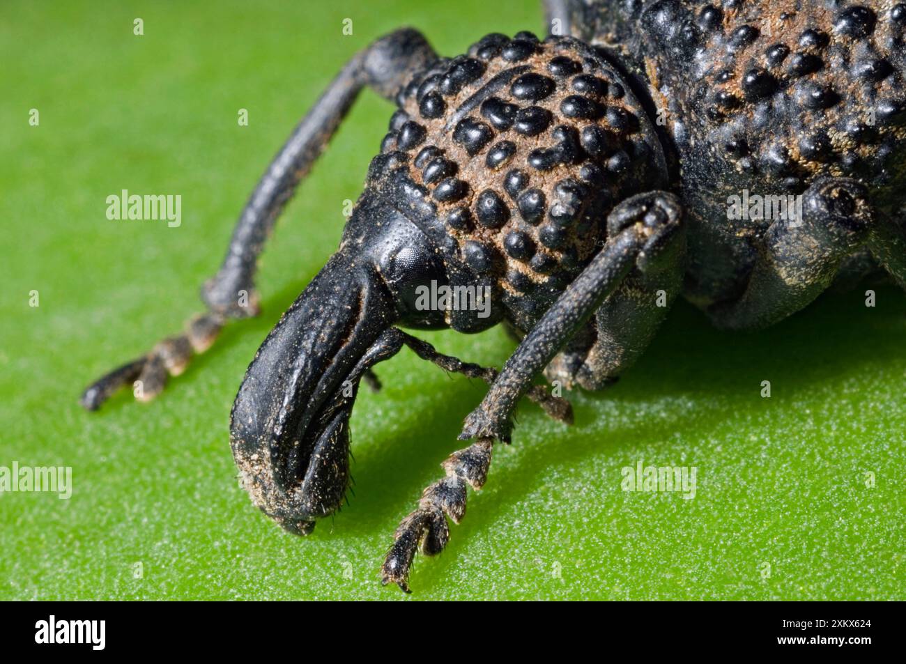 Lily Weevil - ground dwelling beetle feeding on Stock Photo - Alamy