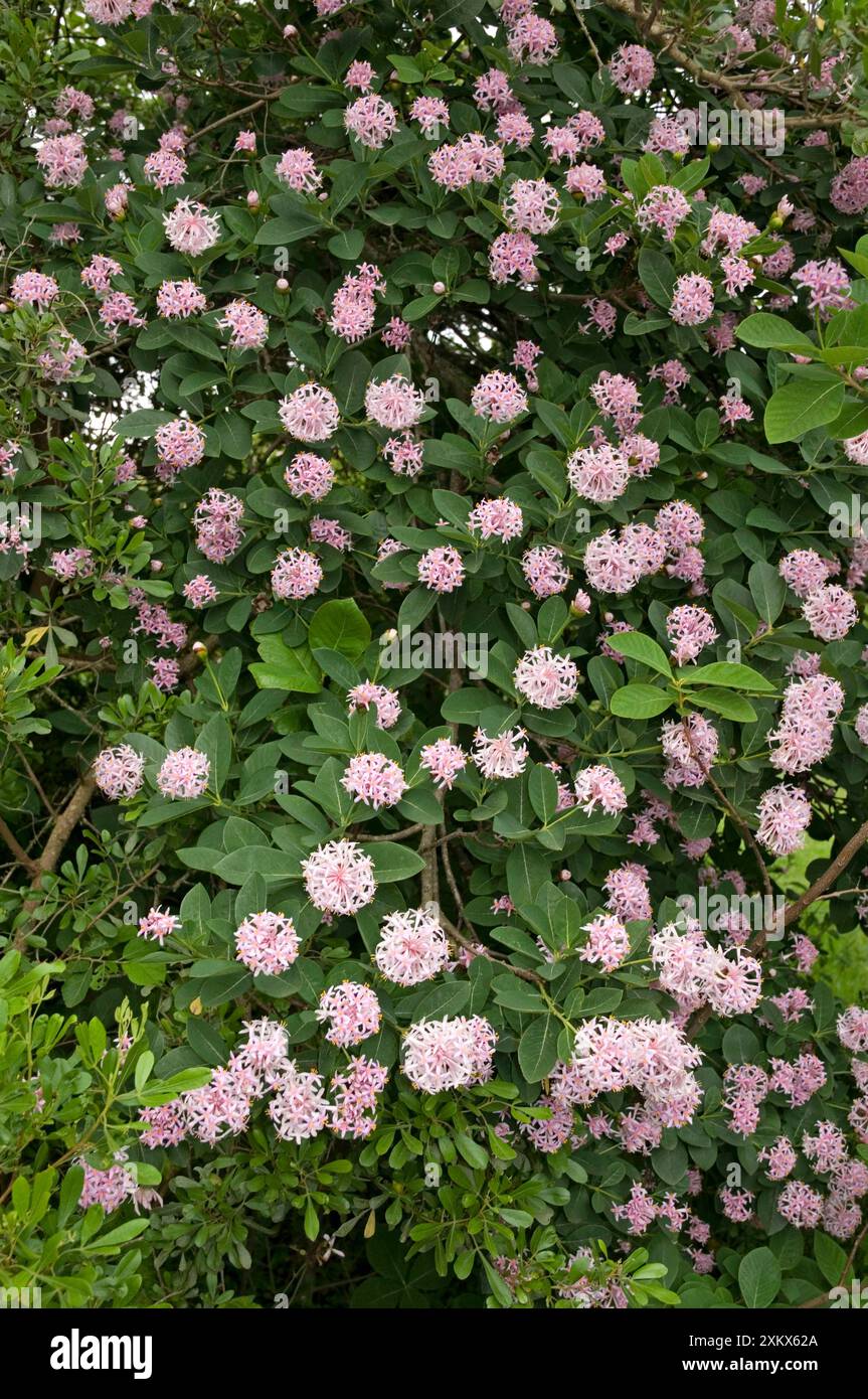 Pompon tree hi-res stock photography and images - Alamy
