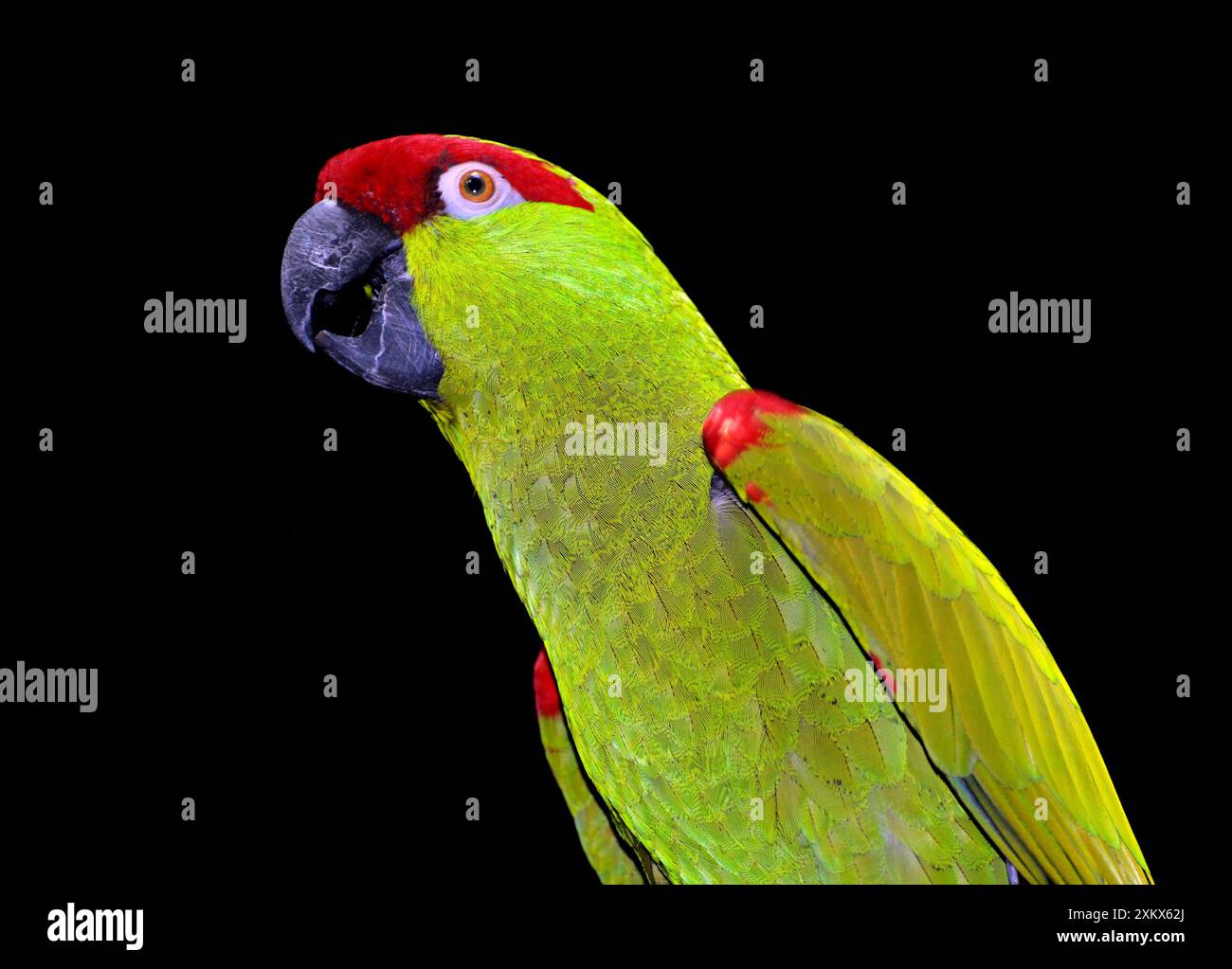 Thick billed parrot hi-res stock photography and images - Alamy