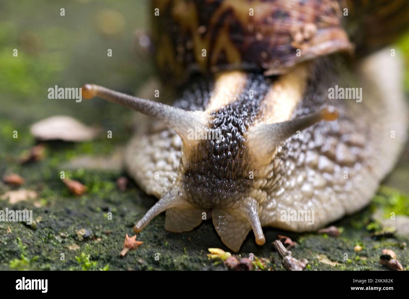 Giant African Land / Elegant Agate Snail - one Stock Photo - Alamy