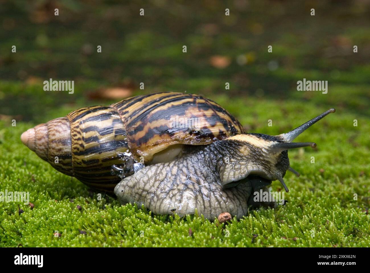 Giant african land snail achatina hi-res stock photography and images ...