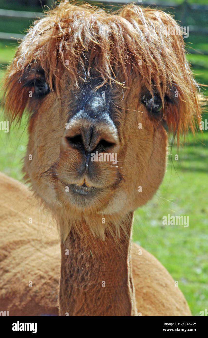 Funny alpaca close up hi-res stock photography and images - Alamy