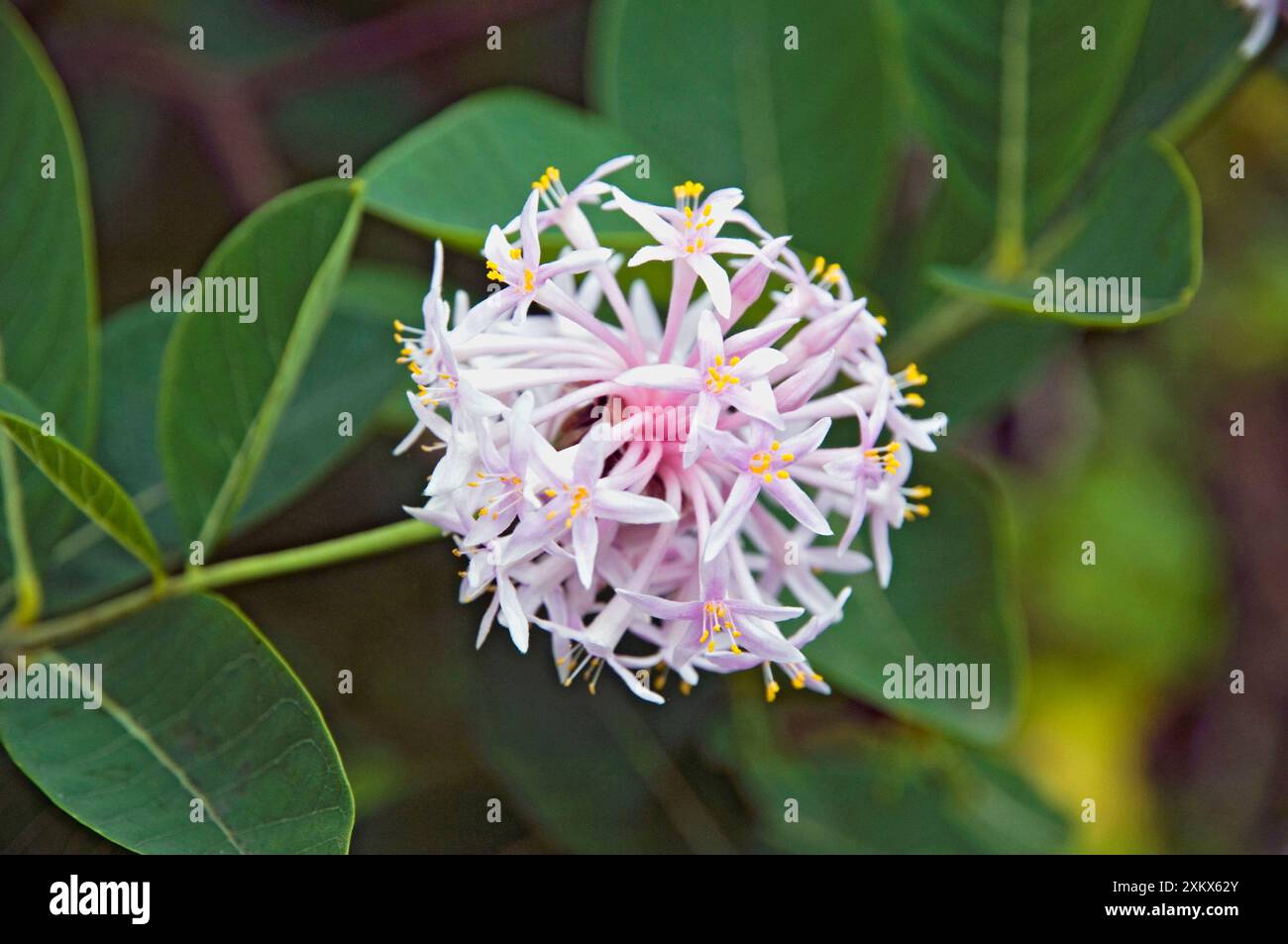Pompon tree hi-res stock photography and images - Alamy