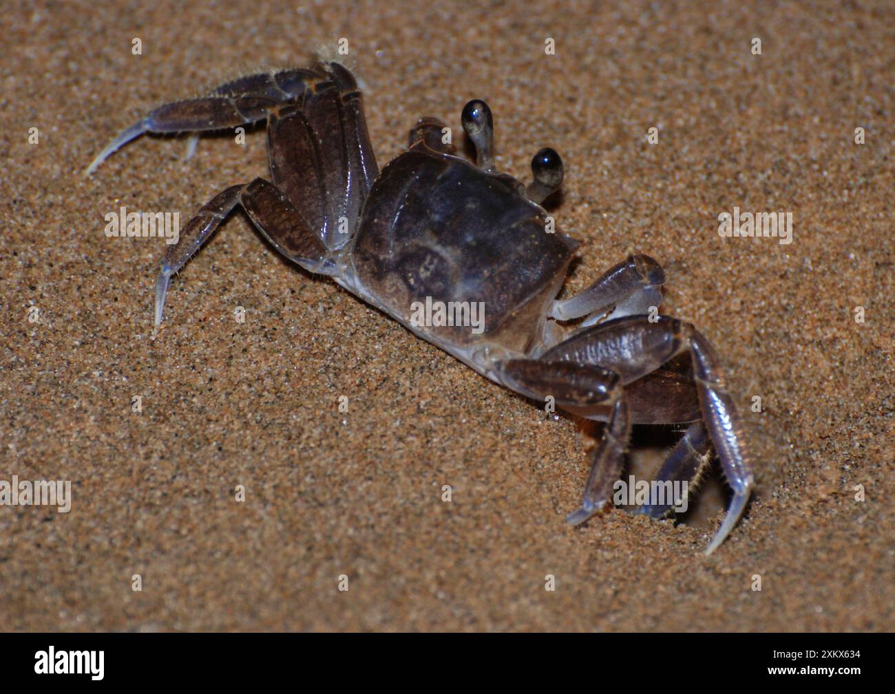 Ghost Crab - outside its burrow on the beach at night Stock Photo - Alamy