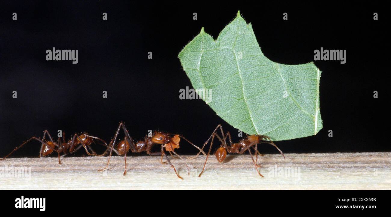 Leafcutter ants fungal hi-res stock photography and images - Alamy