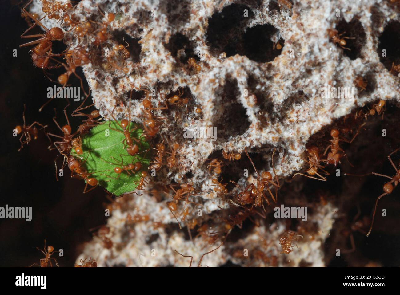 Leafcutter Ants - workers dragging a piece of leaf Stock Photo - Alamy