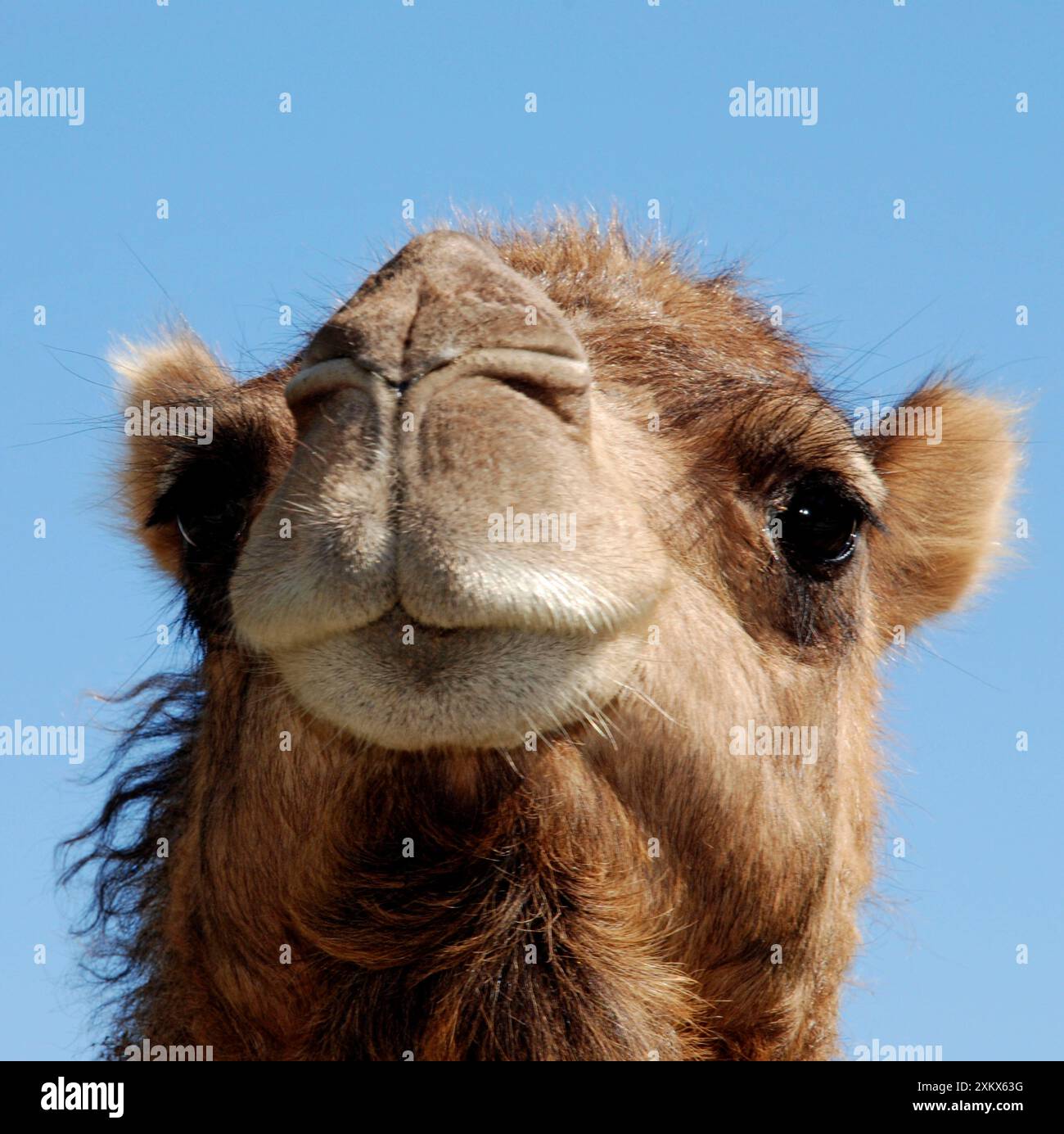 Close up camel faces hi-res stock photography and images - Alamy