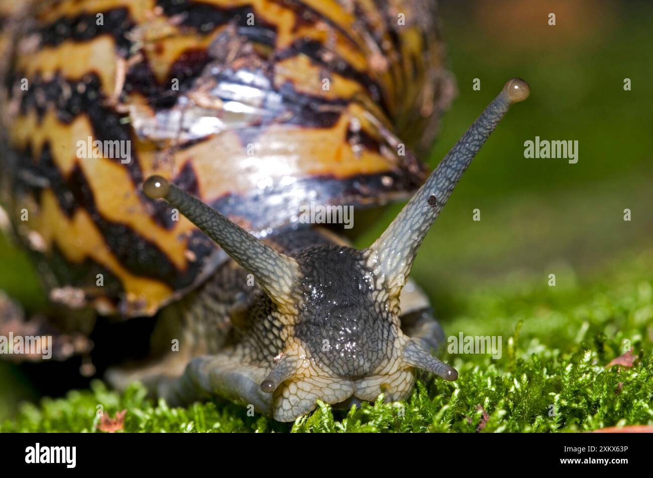 Giant African Land / Elegant Agate Snail - one Stock Photo - Alamy