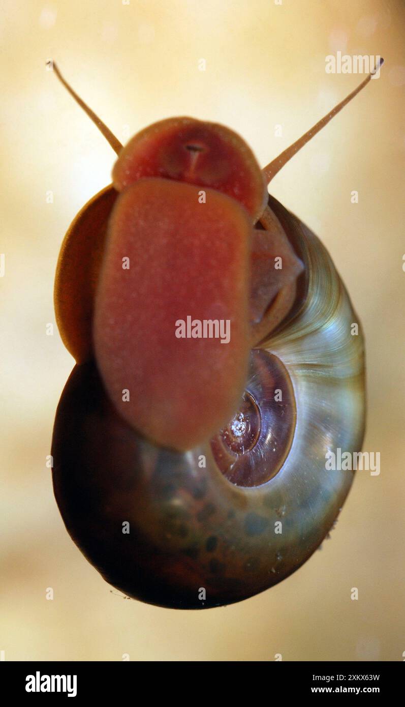 Ramshorn Pond Snail - crawling up the glass of Stock Photo - Alamy