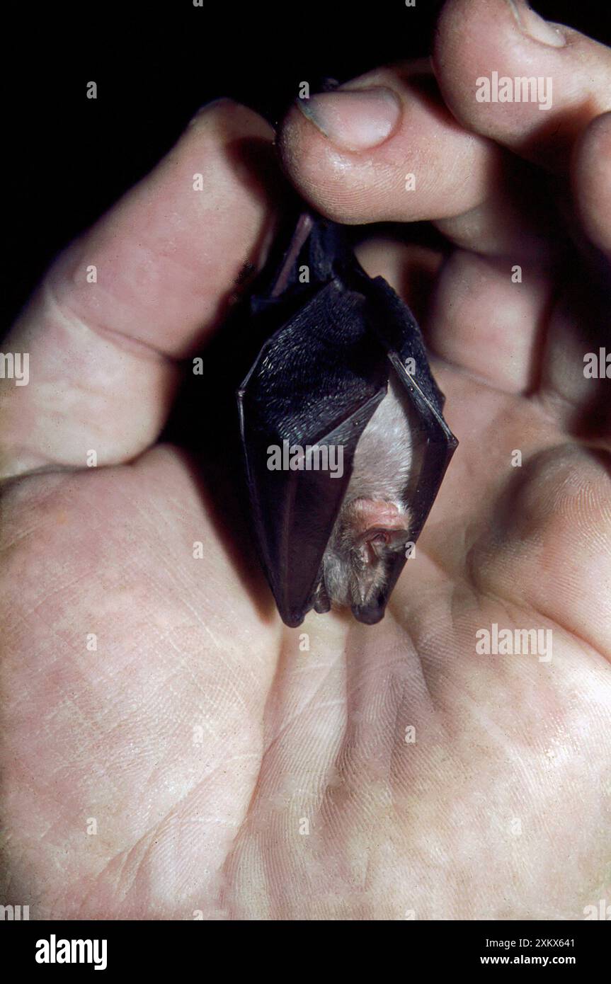 Lesser Horseshoe Bat - held in hand Stock Photo - Alamy