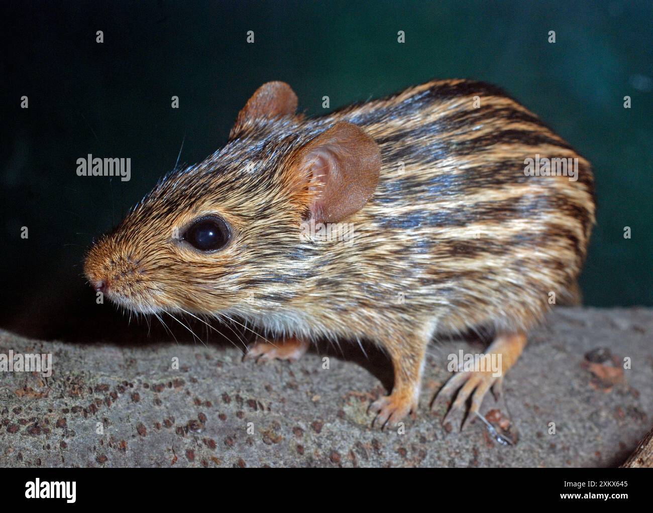 Striped Grass Mouse (Lemniscomys). Africa Stock Photo - Alamy