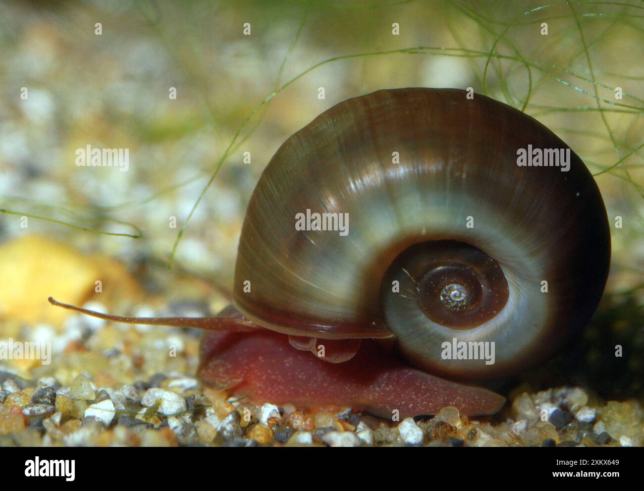 Freshwater snail water hi-res stock photography and images - Alamy