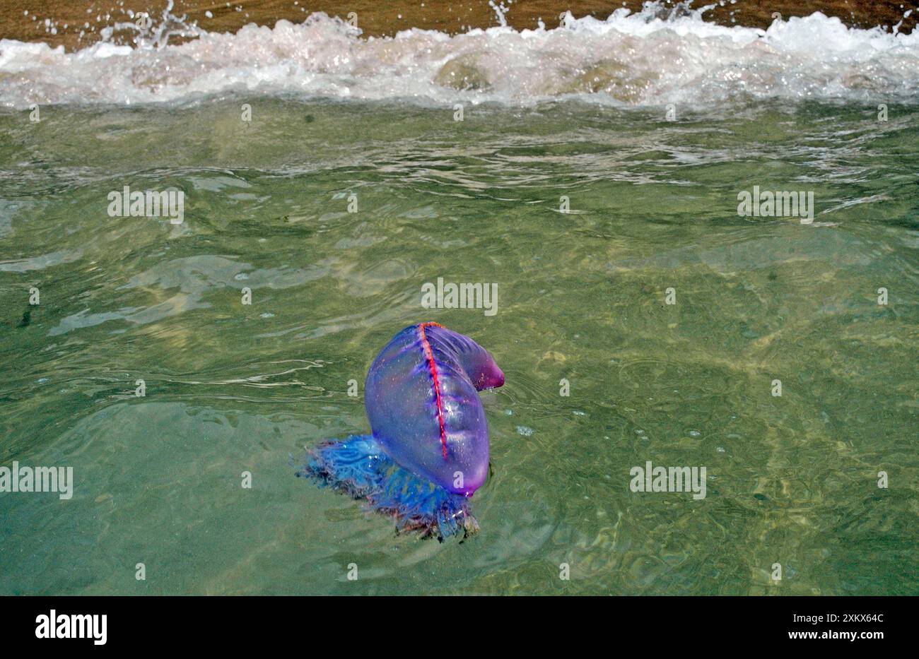 Portuguese Man o' War - being washed ashore on the beach Stock Photo ...