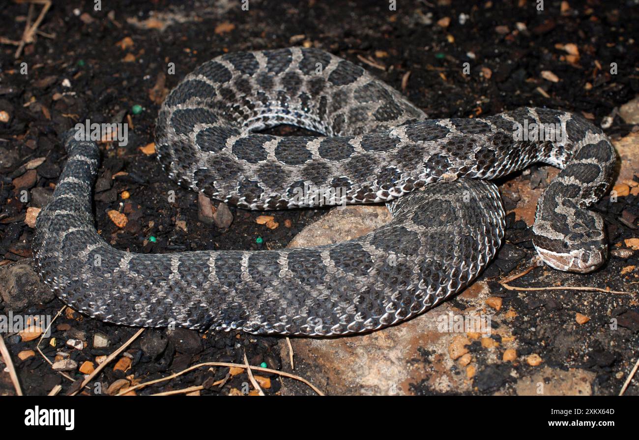 Animals of western north america hi-res stock photography and images ...