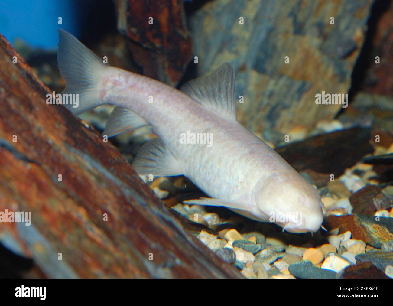 Omani blind cave fish hi-res stock photography and images - Alamy