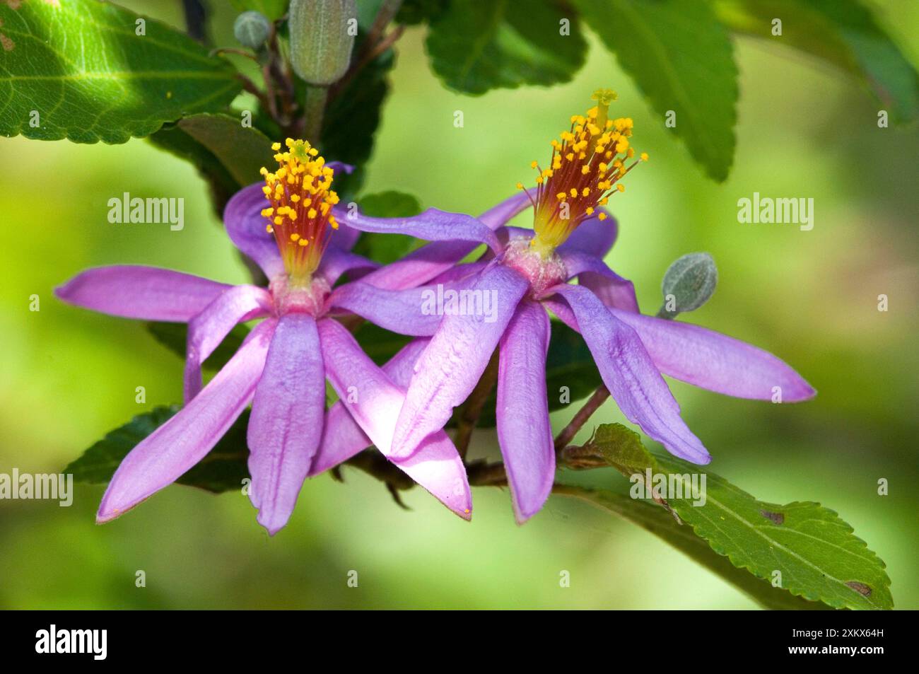 Cross-berry Flowers - bark and leaves with medicinal Stock Photo - Alamy