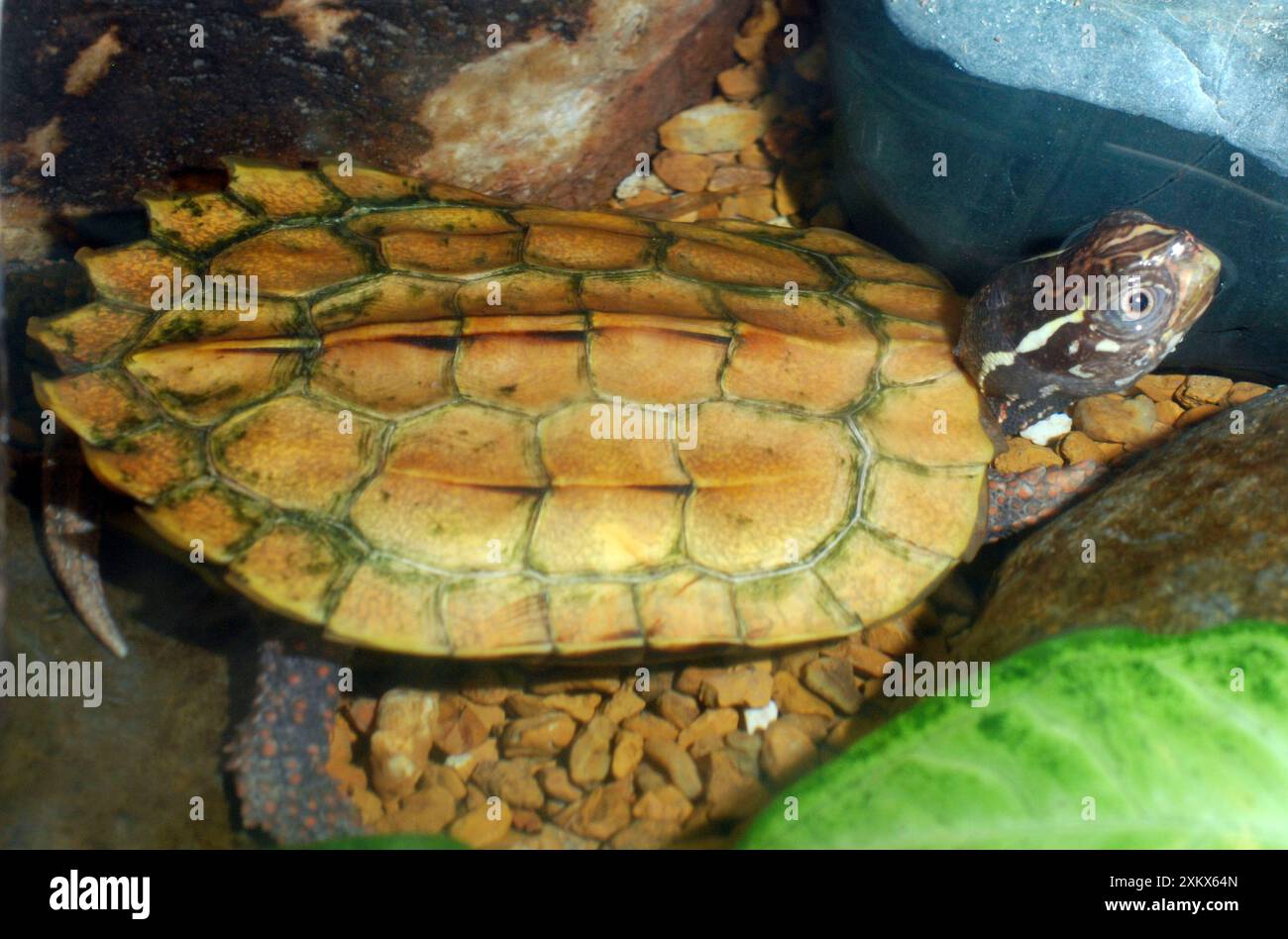 Black-breasted Leaf Turtle Stock Photo - Alamy