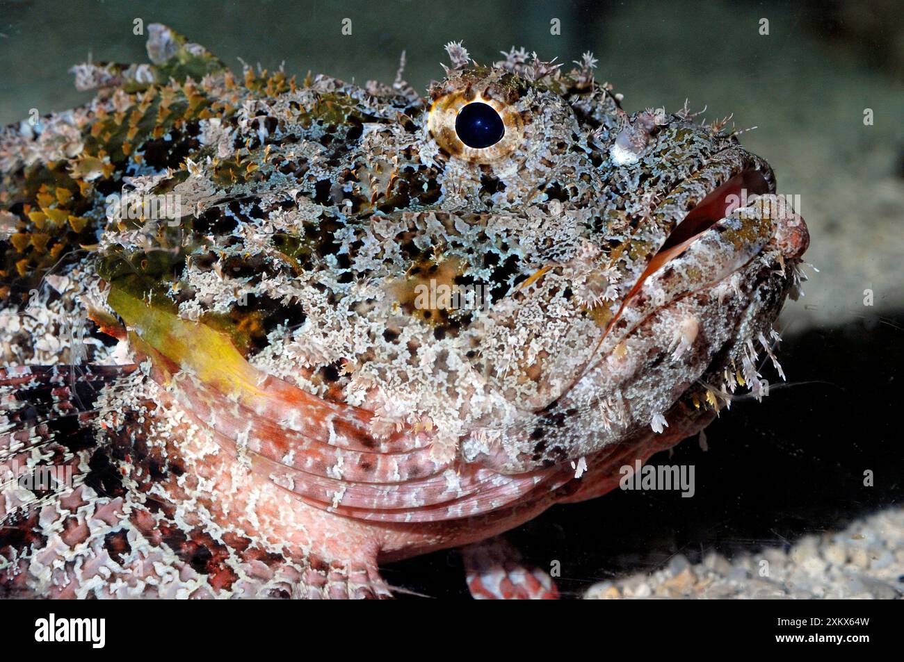 Stonefish - (with extremely poisonous spines Stock Photo - Alamy
