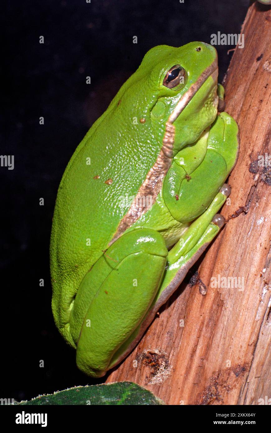 North american green treefrog hi-res stock photography and images - Alamy