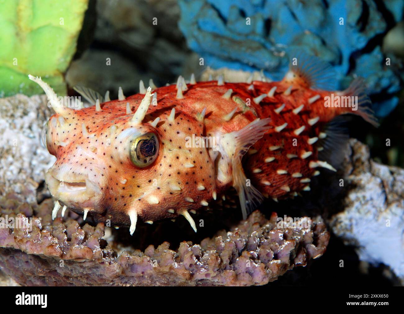 Underwater antenna hi-res stock photography and images - Alamy