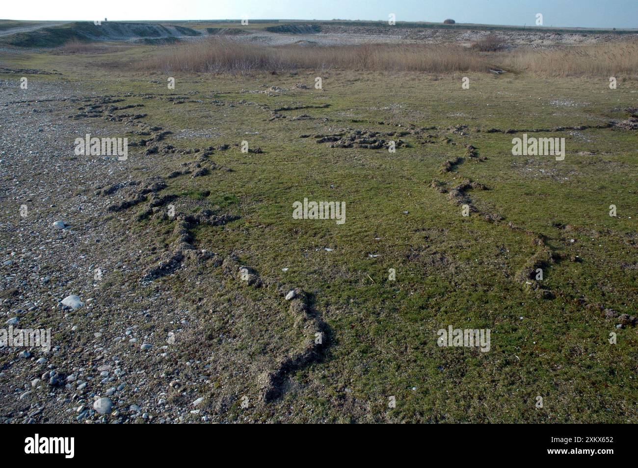 Mole 'Love Runs', shallow tunnels pushed up above Stock Photo - Alamy