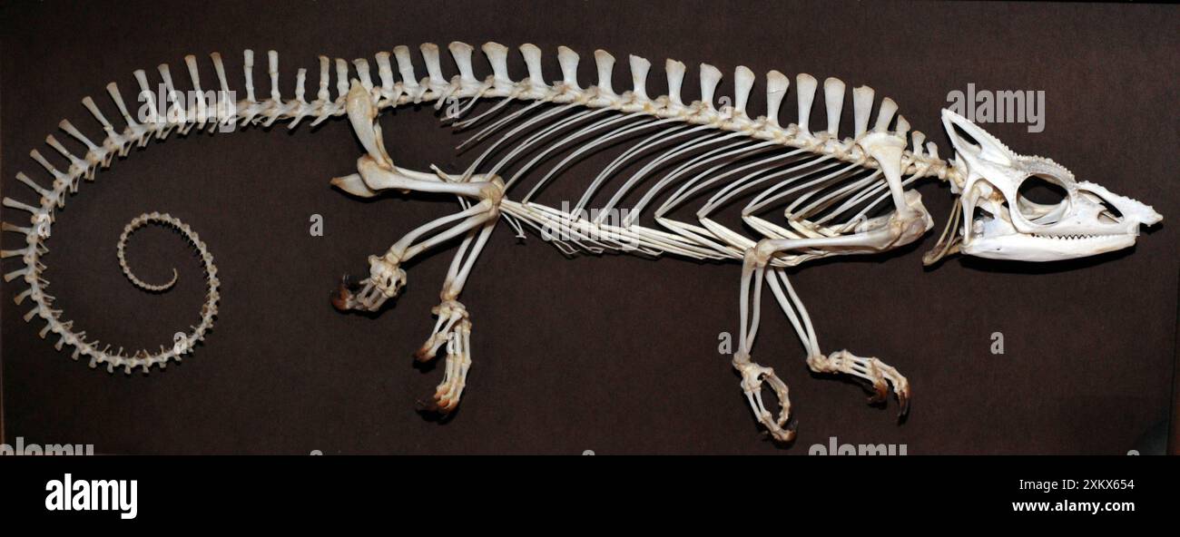 Chameleons skeleton hi-res stock photography and images - Alamy