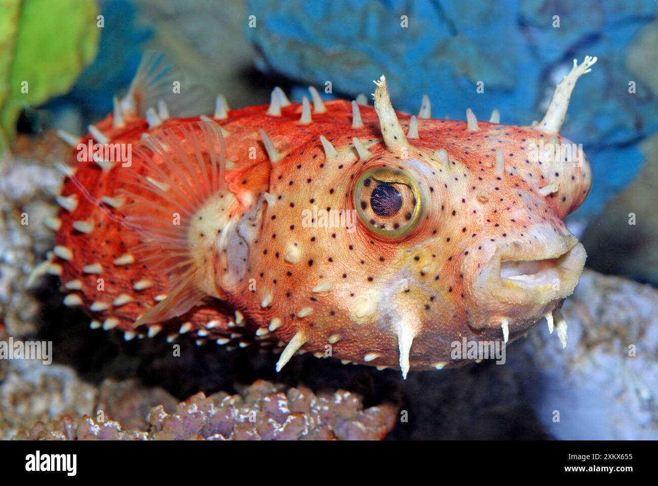 Burr animal hi-res stock photography and images - Alamy