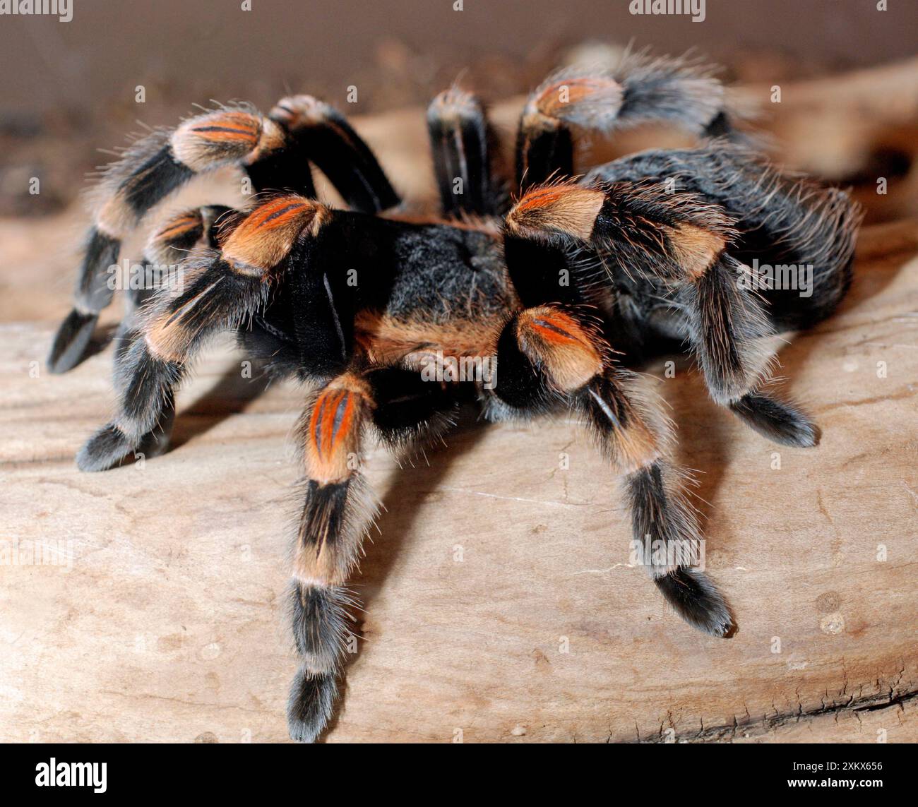 American tarantula spider hi-res stock photography and images - Alamy