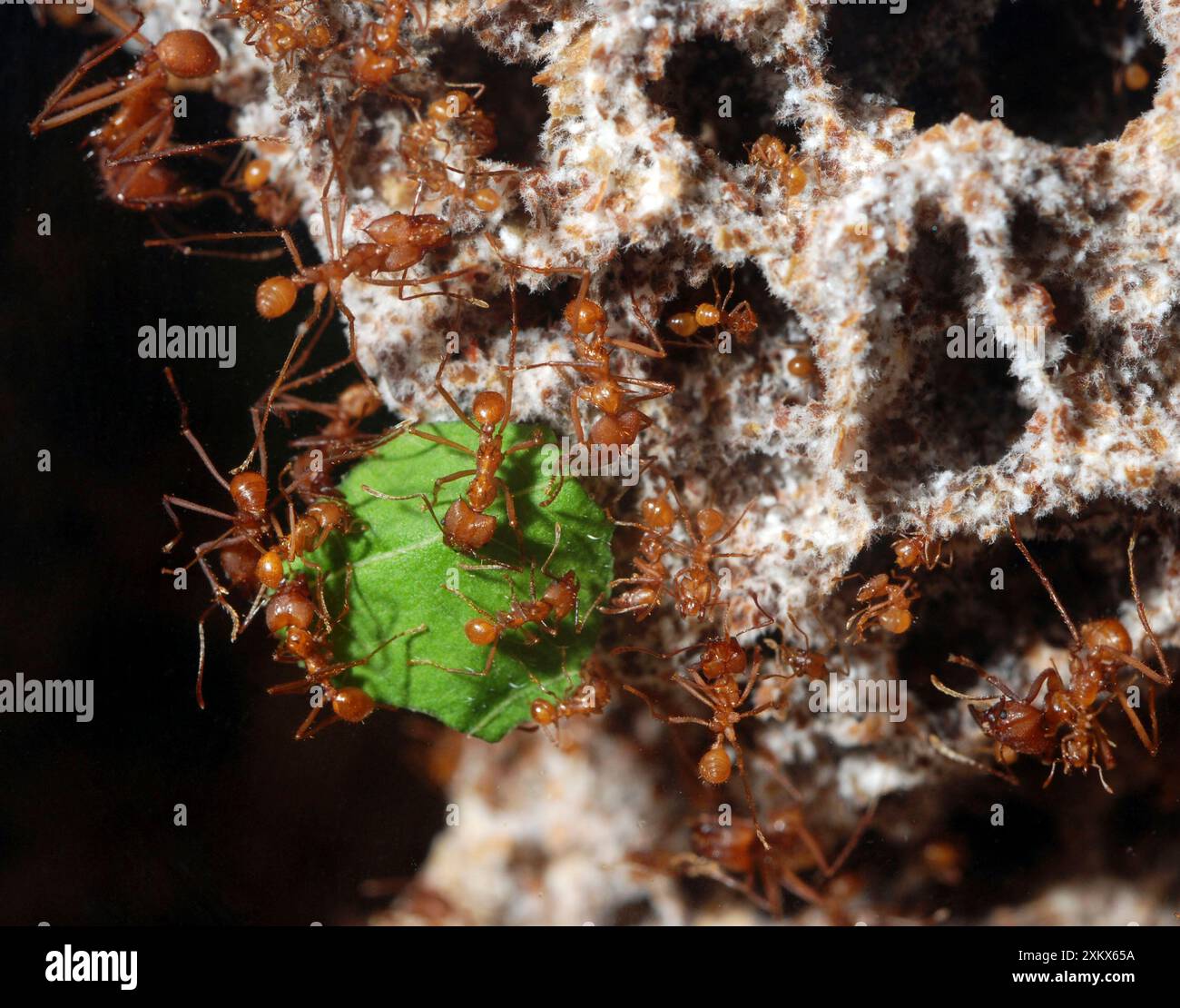 Leafcutter Ants - workers carrying harvested leaf Stock Photo - Alamy