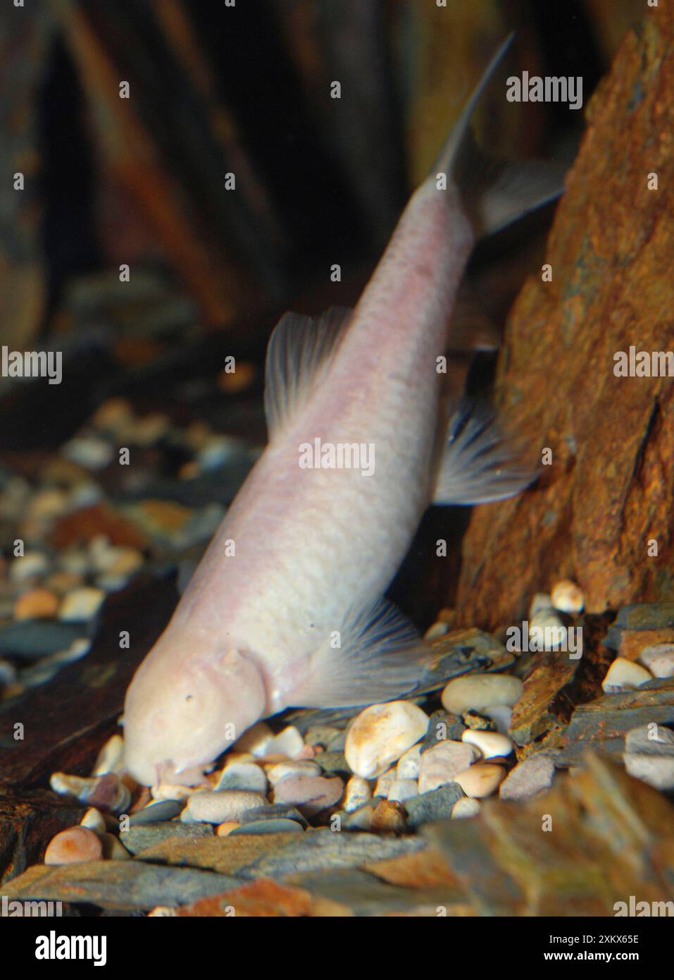 Oman Blind Cave Fish Stock Photo - Alamy