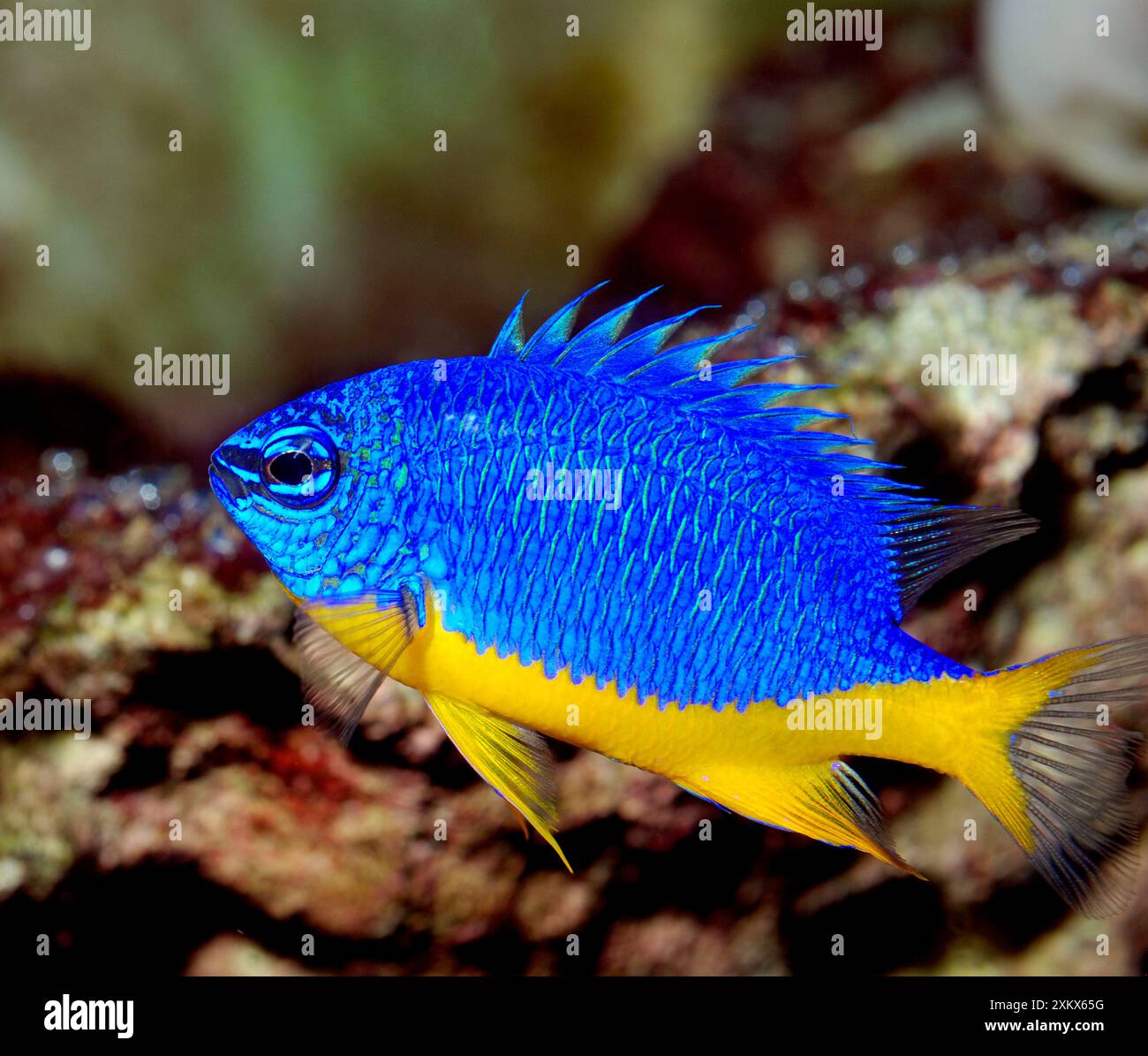 Major hi-res stock photography and images - Alamy