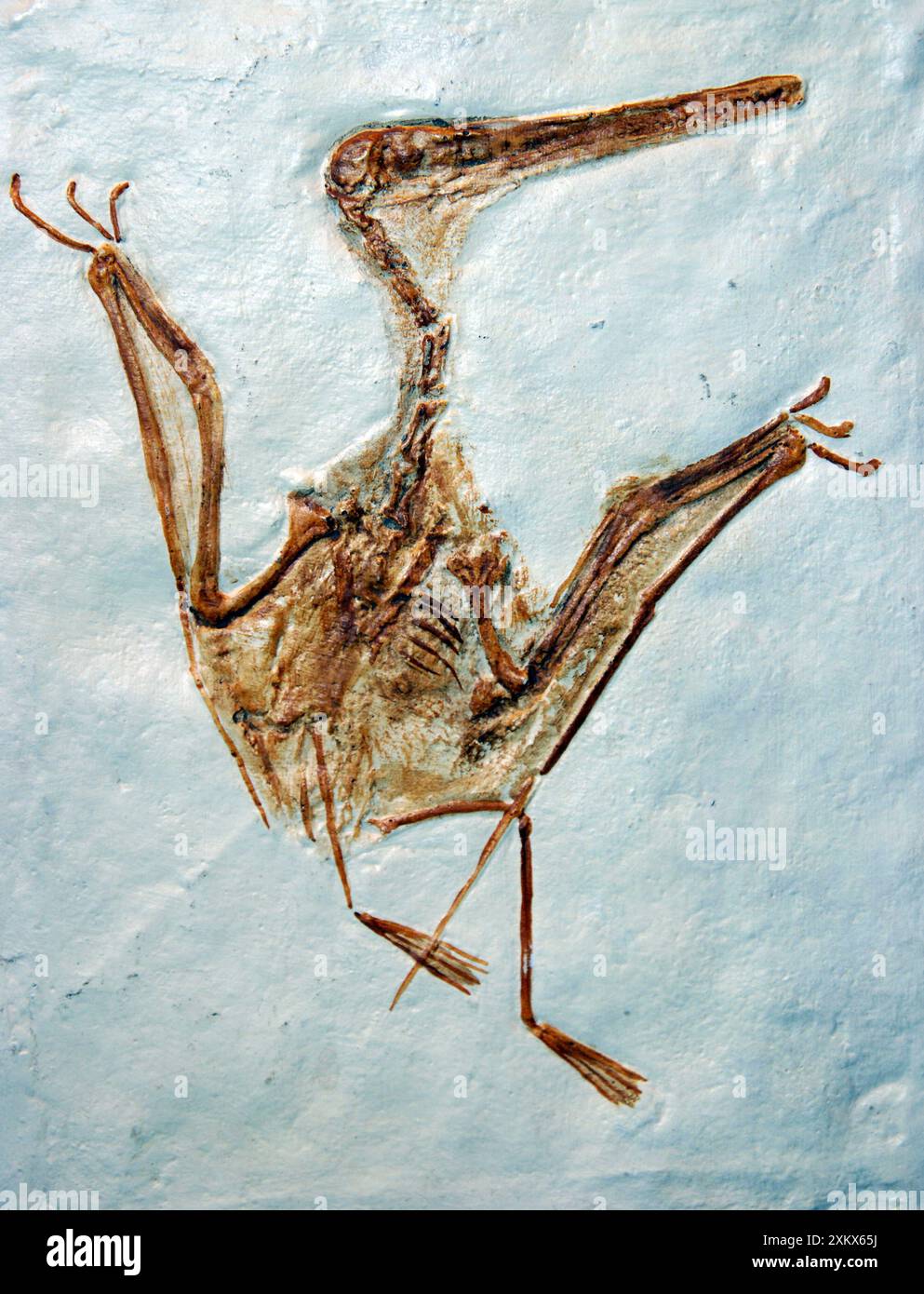Pterodactyl - fossil Stock Photo - Alamy