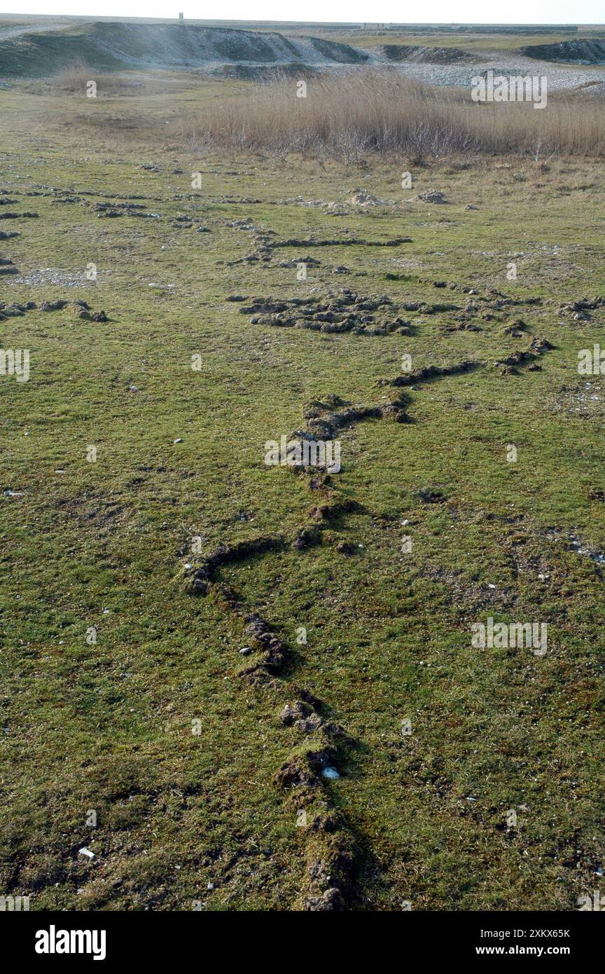 Mole tunnels hi-res stock photography and images - Alamy