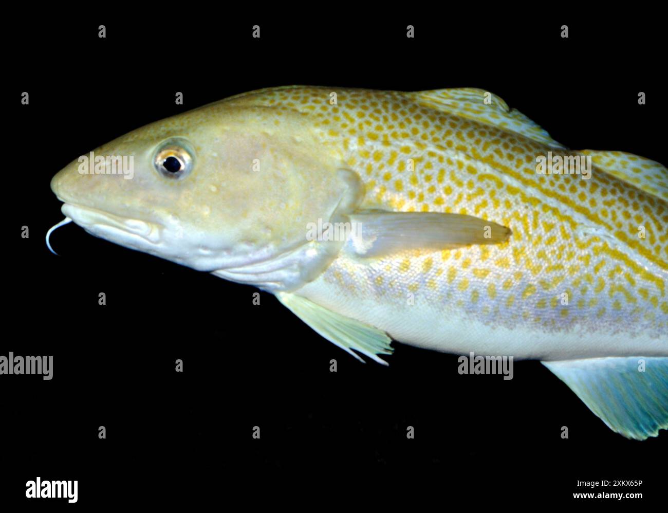 Atlantic Cod, north Atlantic Stock Photo - Alamy