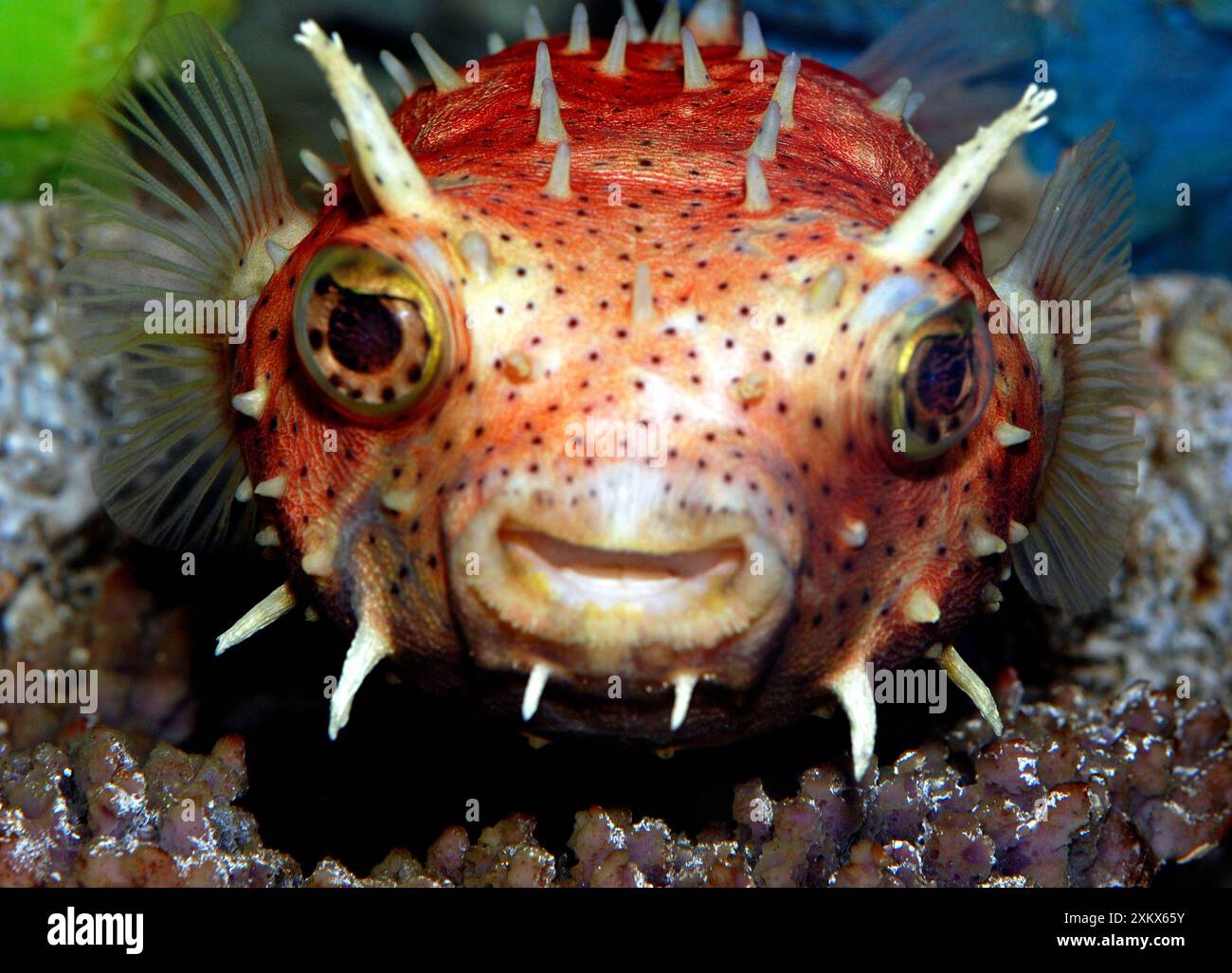 Underwater antenna hi-res stock photography and images - Alamy