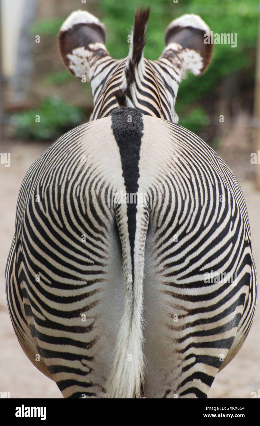 Greyvii hi-res stock photography and images - Alamy