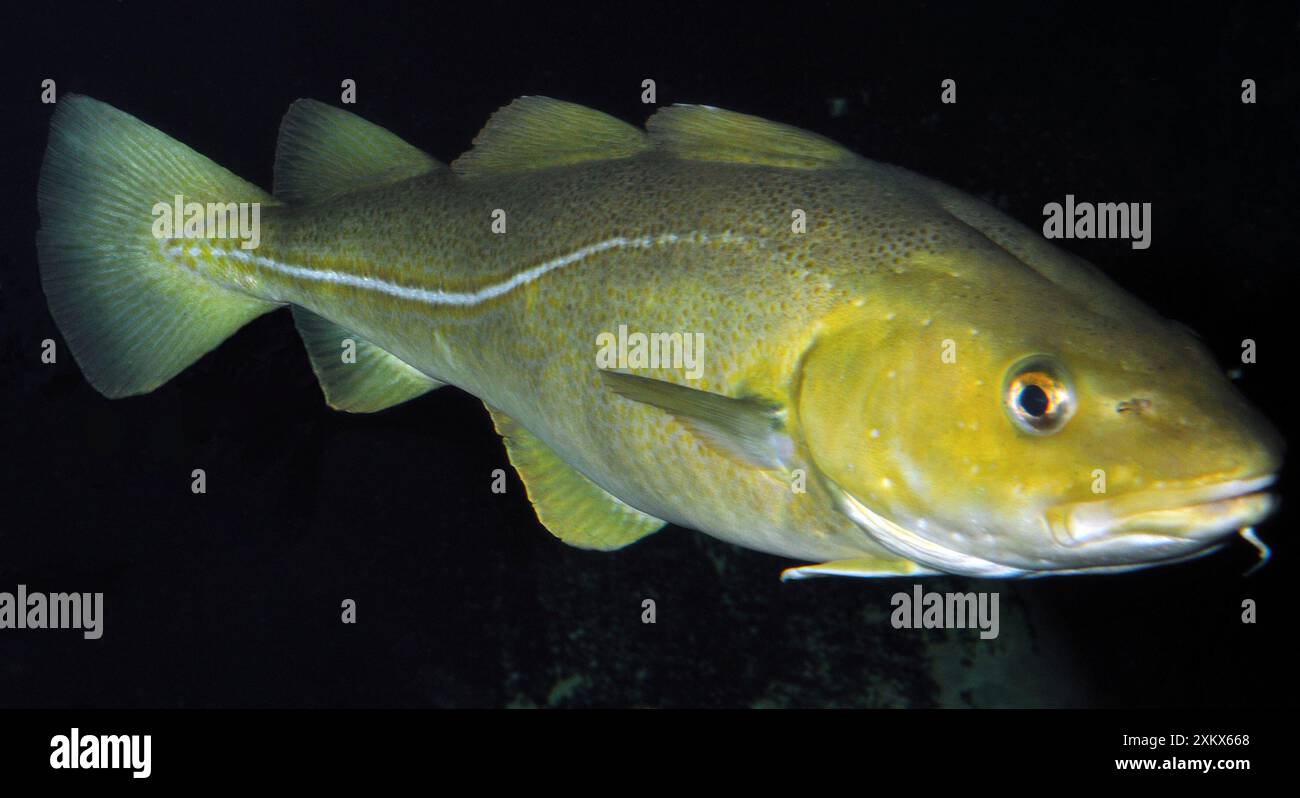 Atlantic cod underwater hi-res stock photography and images - Alamy