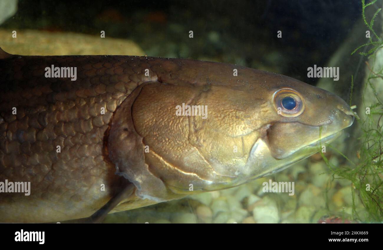 Bowfin - a very ancient type of bony fish - freshwaters (Amia calva). North America Stock Photo ...