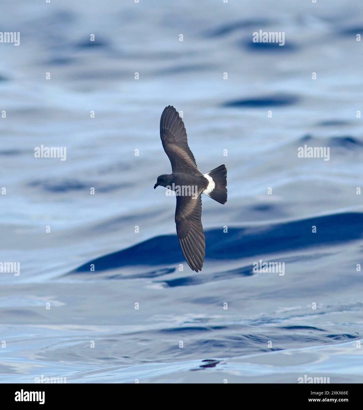Madeiran Storm-Petrel - in flight over sea - June Stock Photo - Alamy