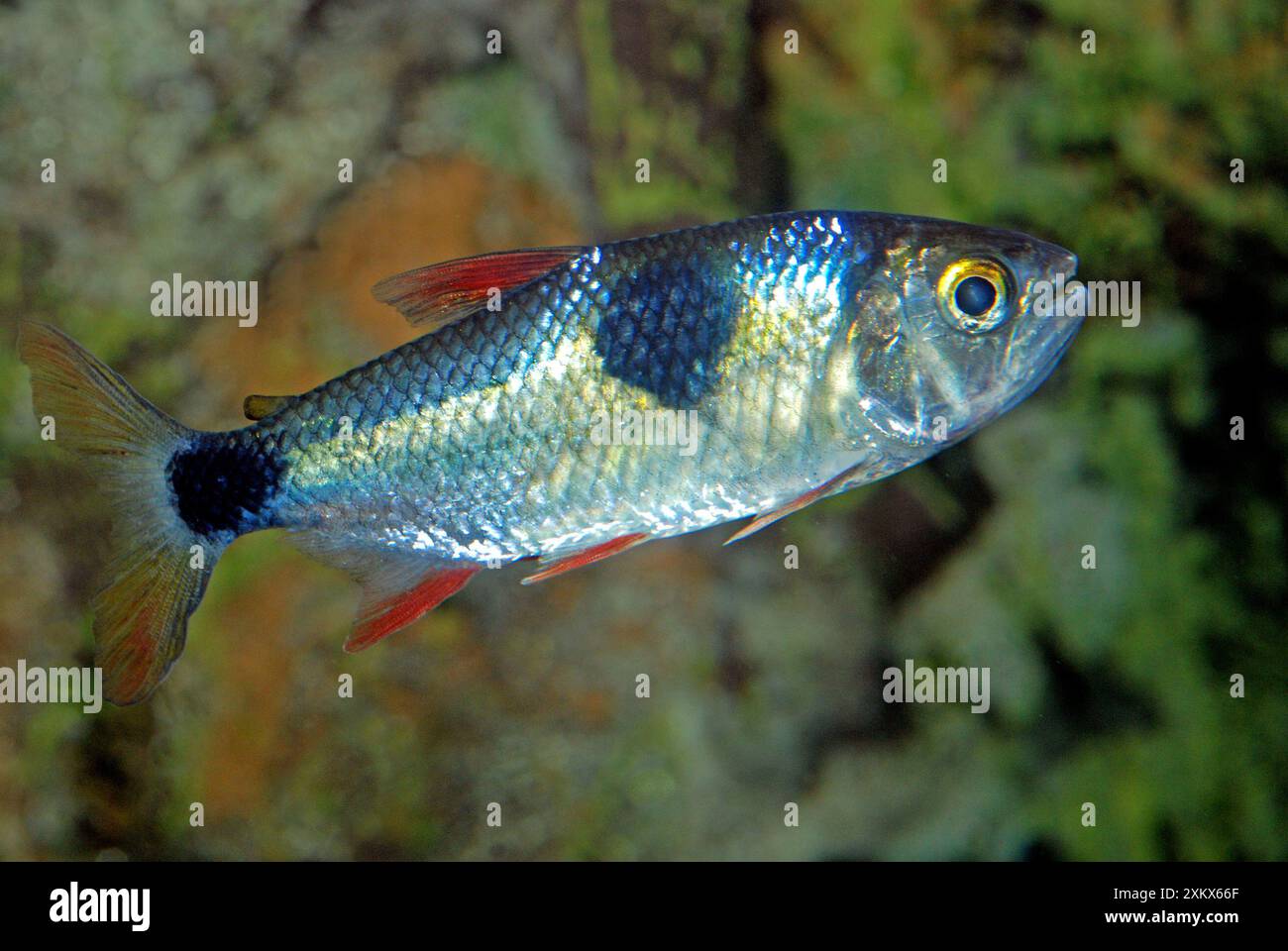 Bucktooth hi-res stock photography and images - Alamy