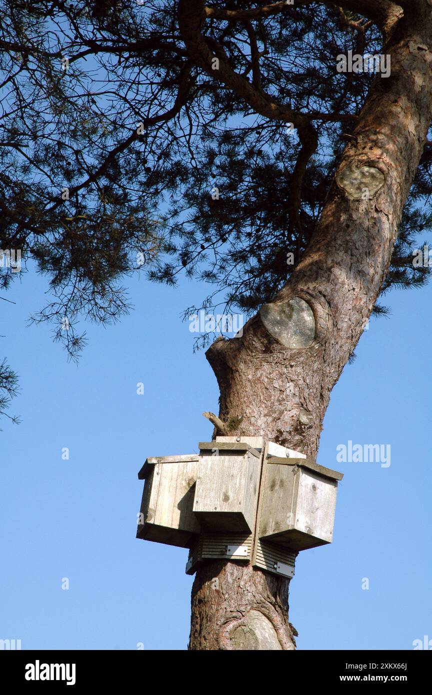Bat boxes set up to offer a range of exposures Stock Photo - Alamy