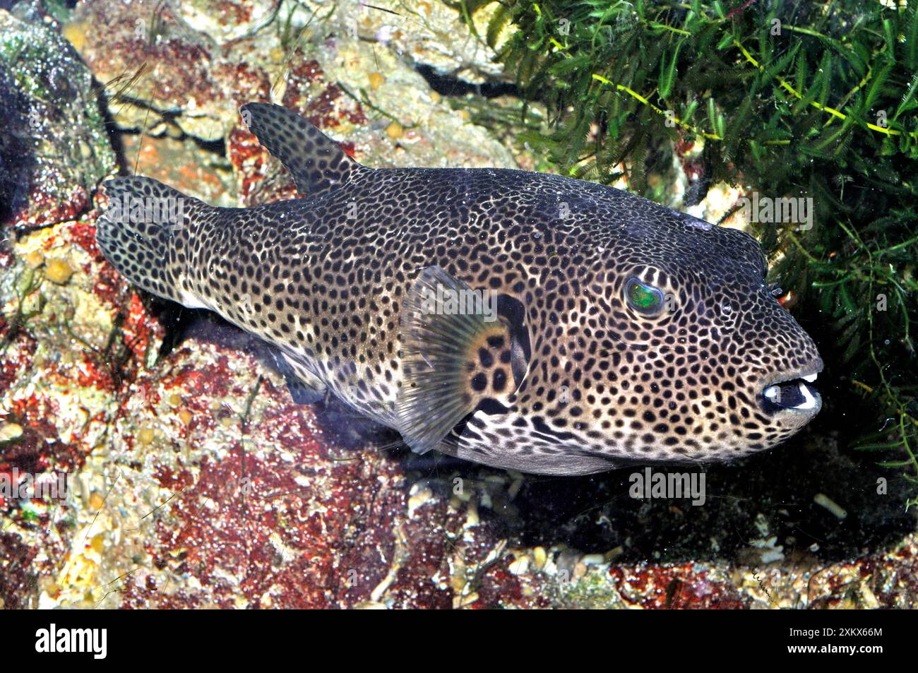 Starry Toadfish / Starry Pufferfish - coastal waters Stock Photo - Alamy