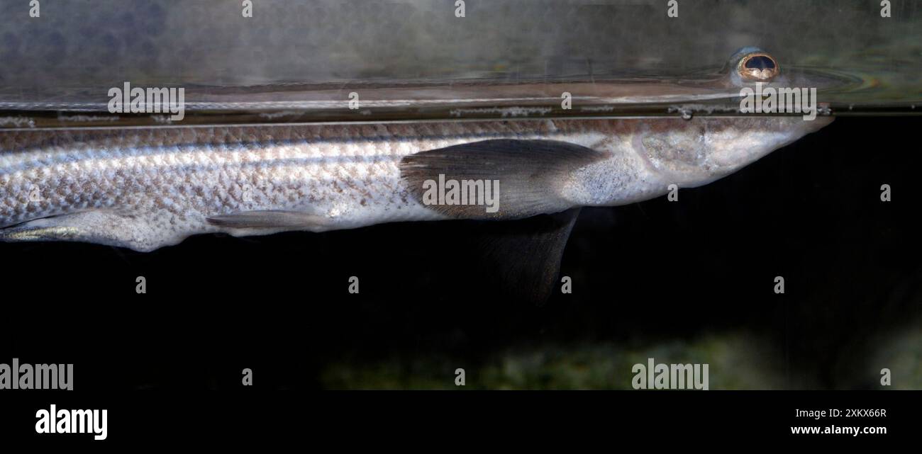 Four eye hi-res stock photography and images - Alamy