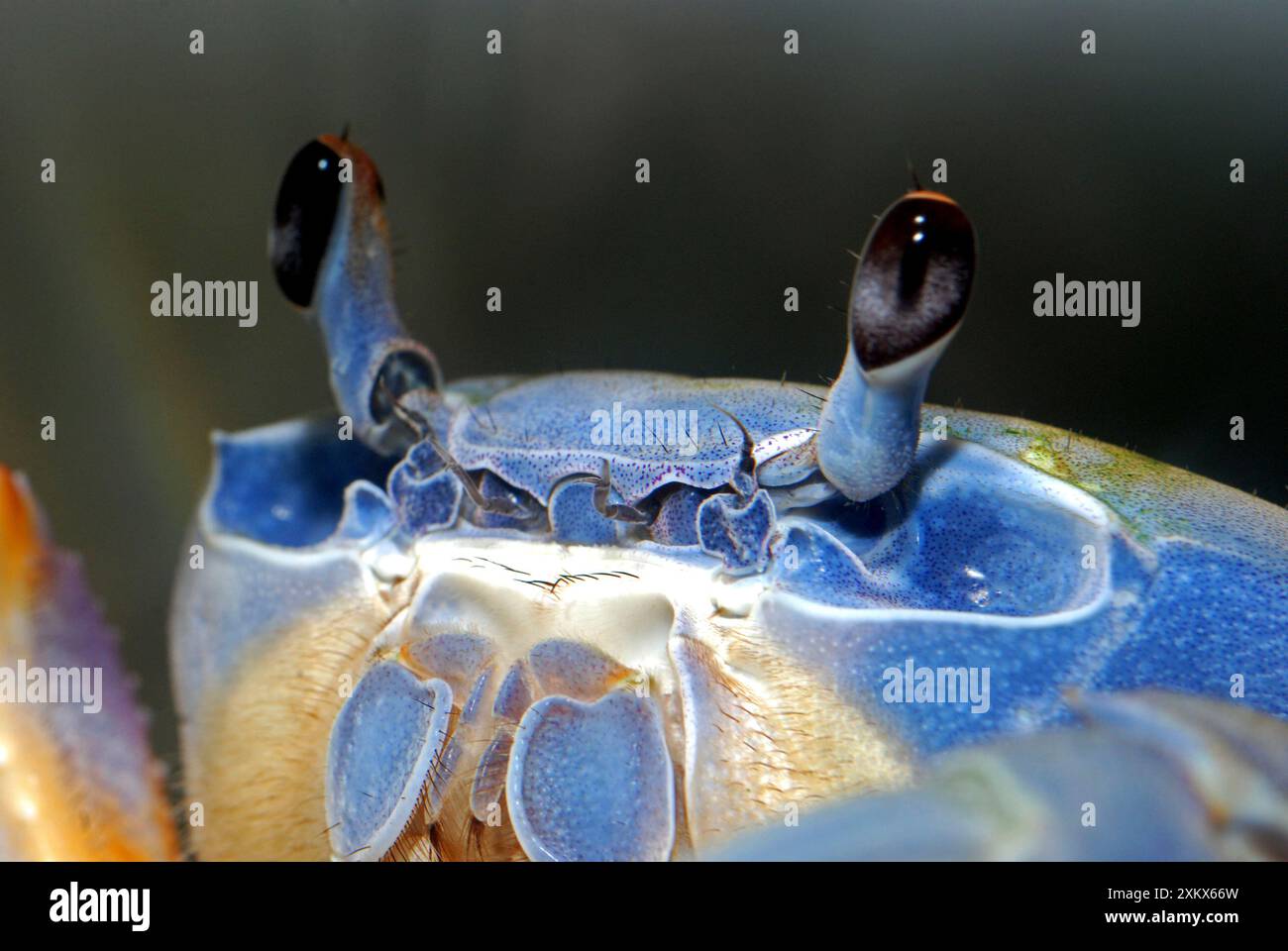 Rainbow Crab / Patriot Crab - shows compound eyes Stock Photo - Alamy