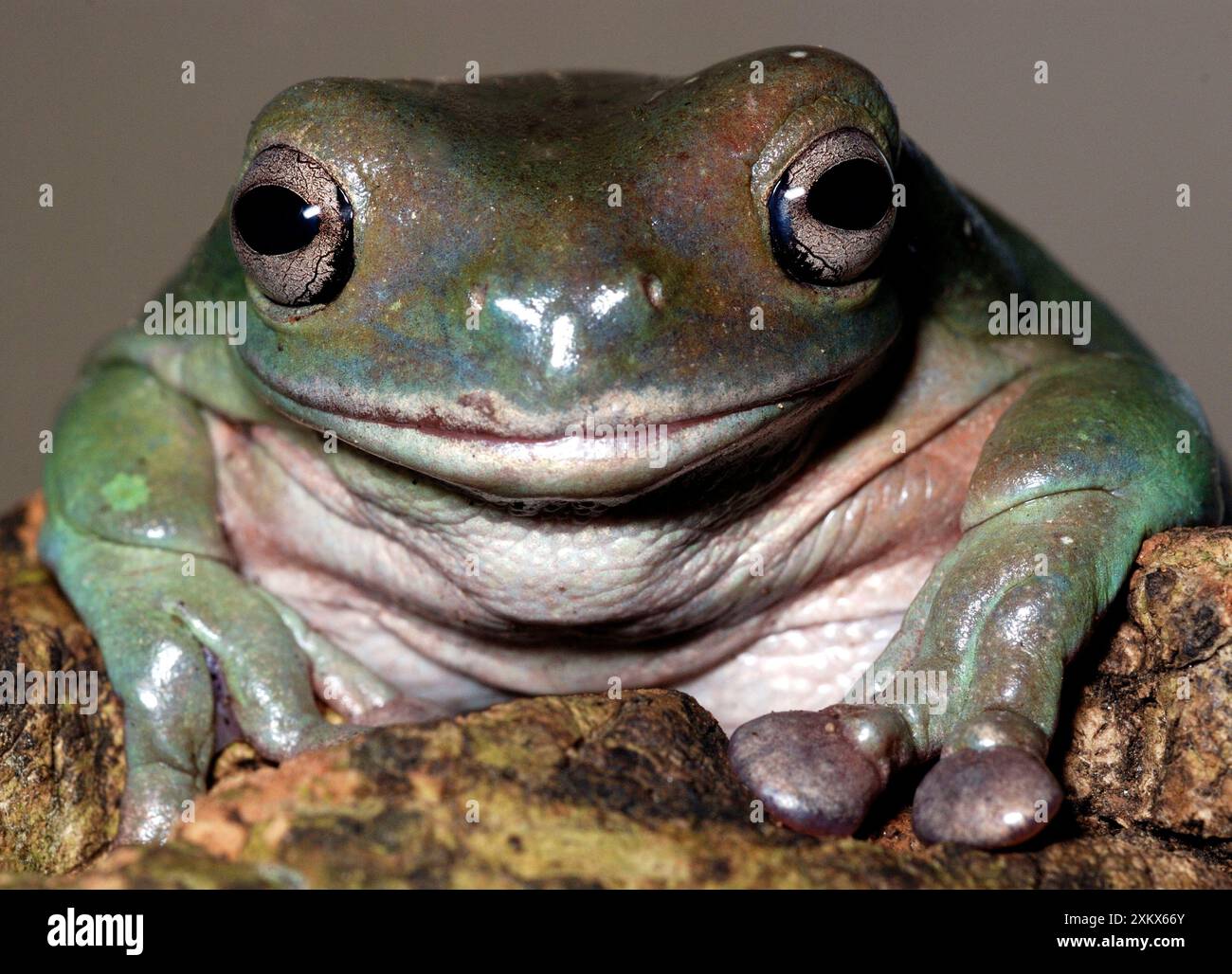 White's Tree Frog Stock Photo - Alamy